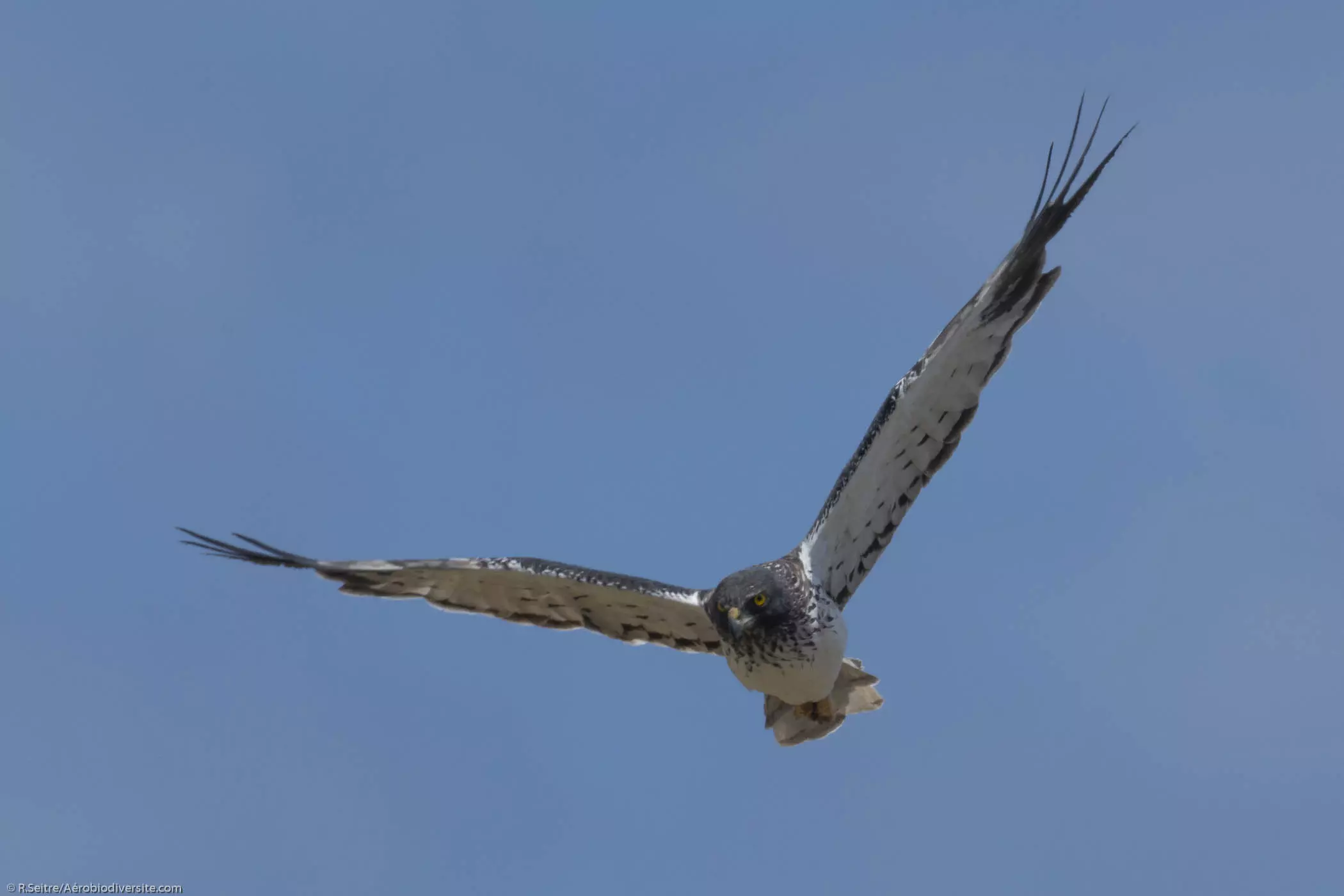 Biodiversité à La Réunion : Plus de 20 espèces recensés autour de l ...
