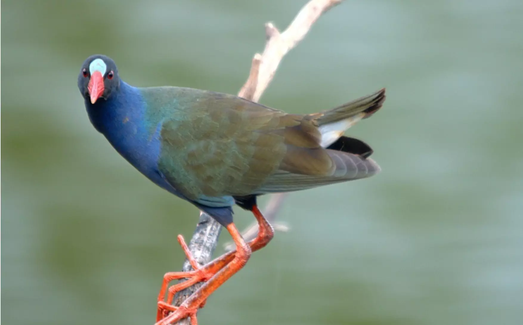 Biodiversité-Mayotte : La Talève d'Allen, un oiseau plein de mystère ...