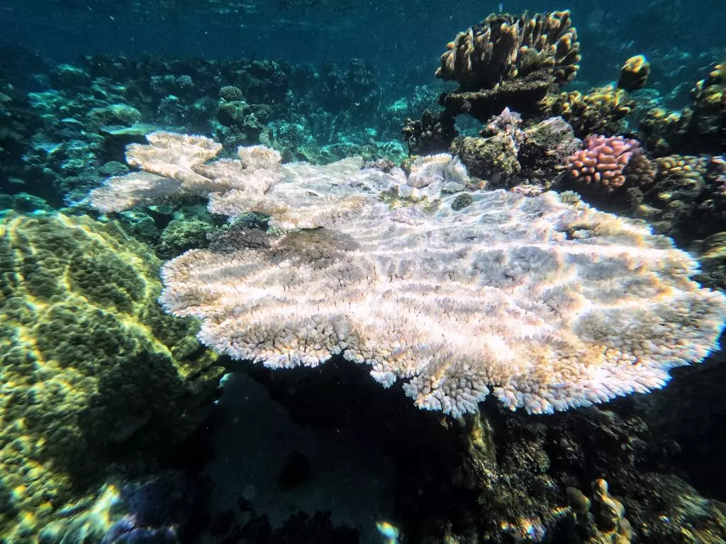 Planète : Le monde subit un nouvel épisode massif de blanchissement des ...