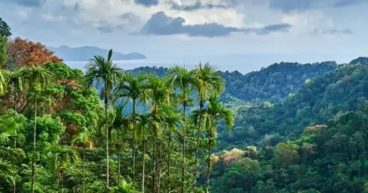 La Martinique désignée Réserve mondiale de Biosphère de l'UNESCO ...