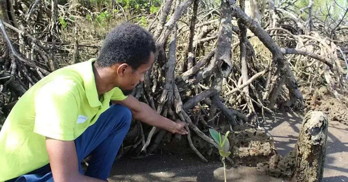 Biodiversité à Mayotte : 5.000 plants de palétuviers mis en terre dans ...