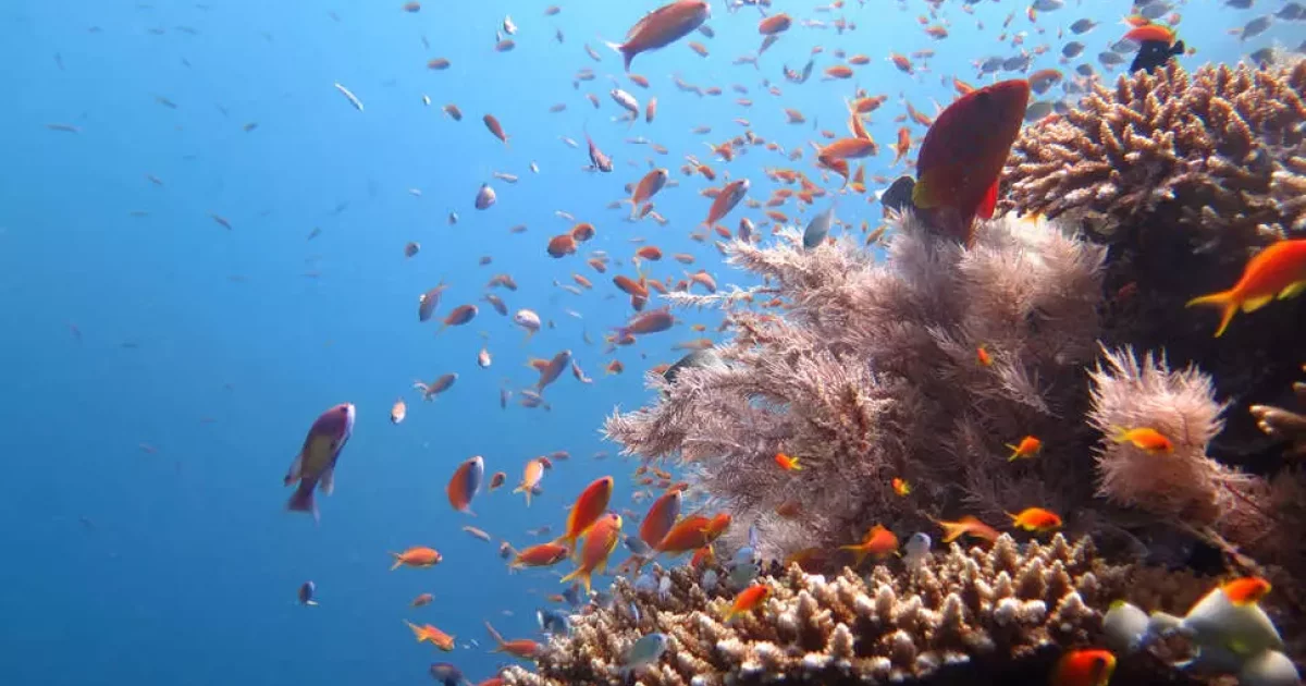L’OFB lance la seconde édition de l’appel à projets Biodiv’Eco : direction l’Océan Indien ...