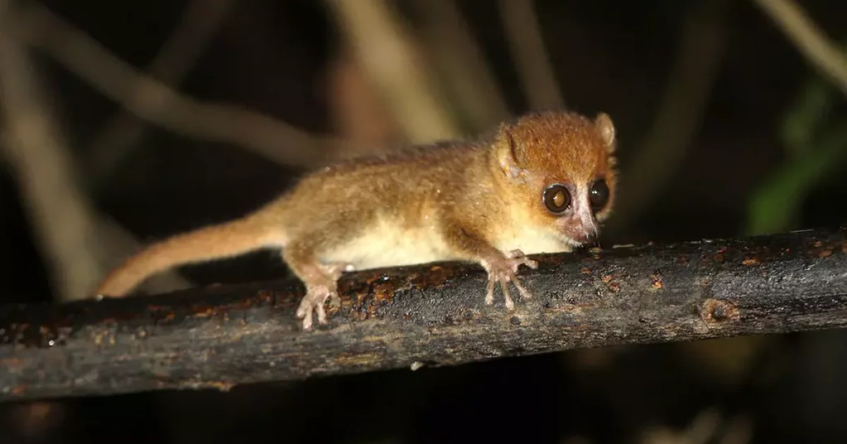Biodiversité-Madagascar : Le minuscule Microcebus Berthae ou microcèbe ...