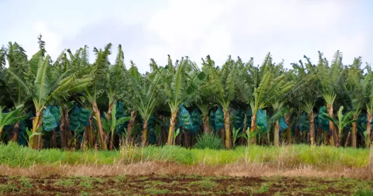 Agriculture- Antilles: de nouvelles variétés de bananes pour pérenniser ...