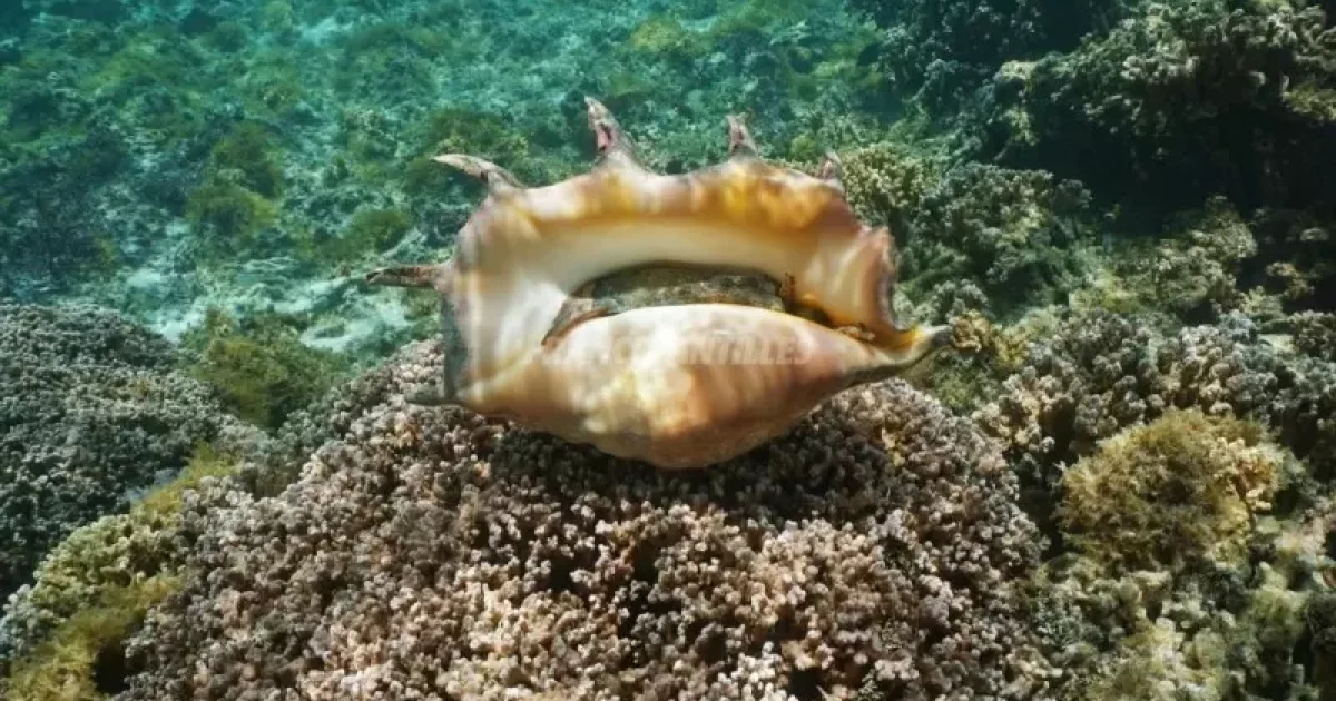 Martinique : La saison 2022 de la pêche aux lambis touchera à sa fin le ...