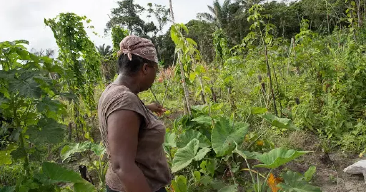 Outre-mer: reconquérir le foncier agricole, un "objectif atteignable ...