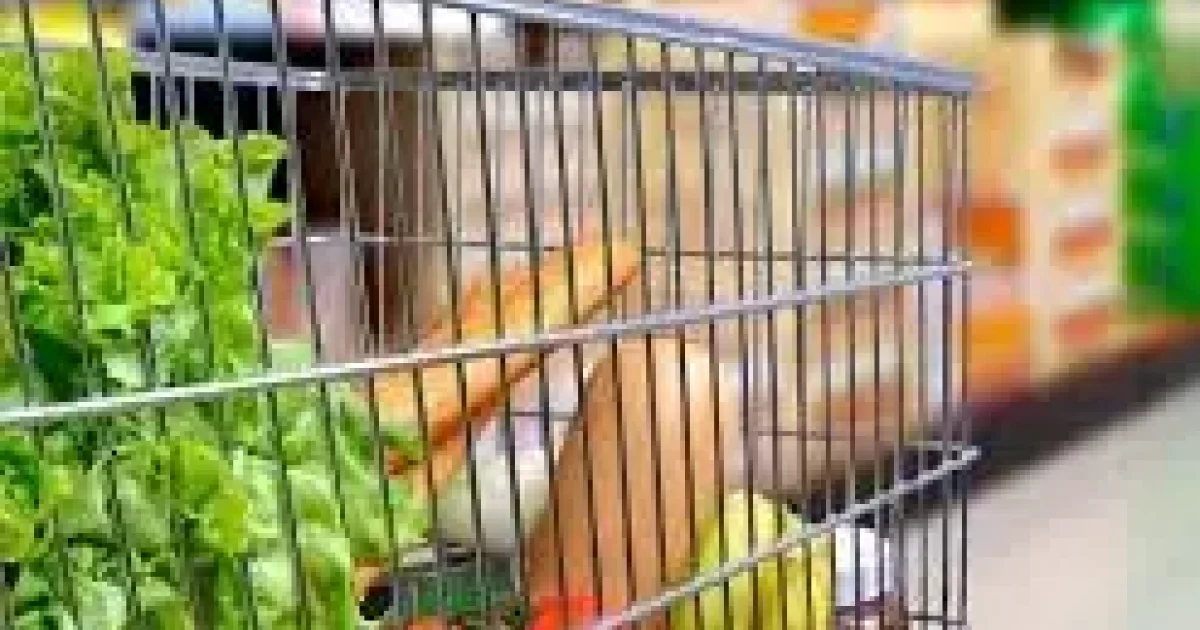 Outre-mer: Les écarts de prix entre l'Hexagone et les DROM s'accentuent ...