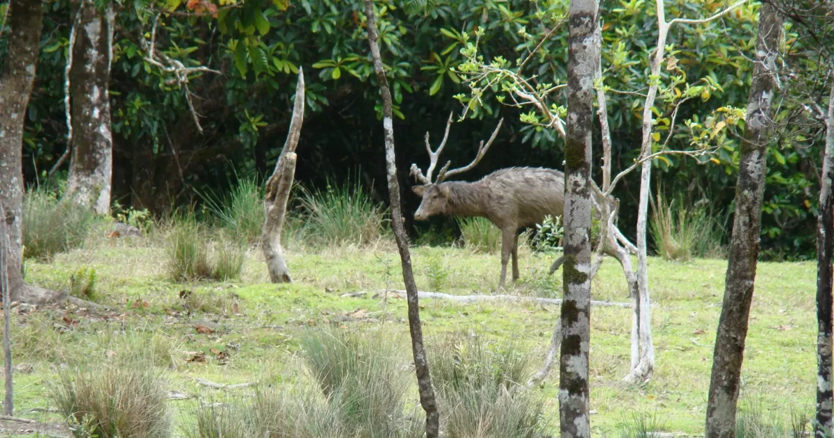 Nouvelle-Calédonie : Des chercheurs publient une étude sur le cerf rusa ...