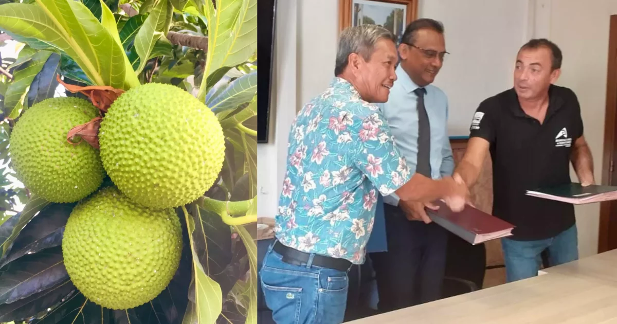 Le ‘uru, ou fruit de l’arbre à pain, unit les agricultures de La ...