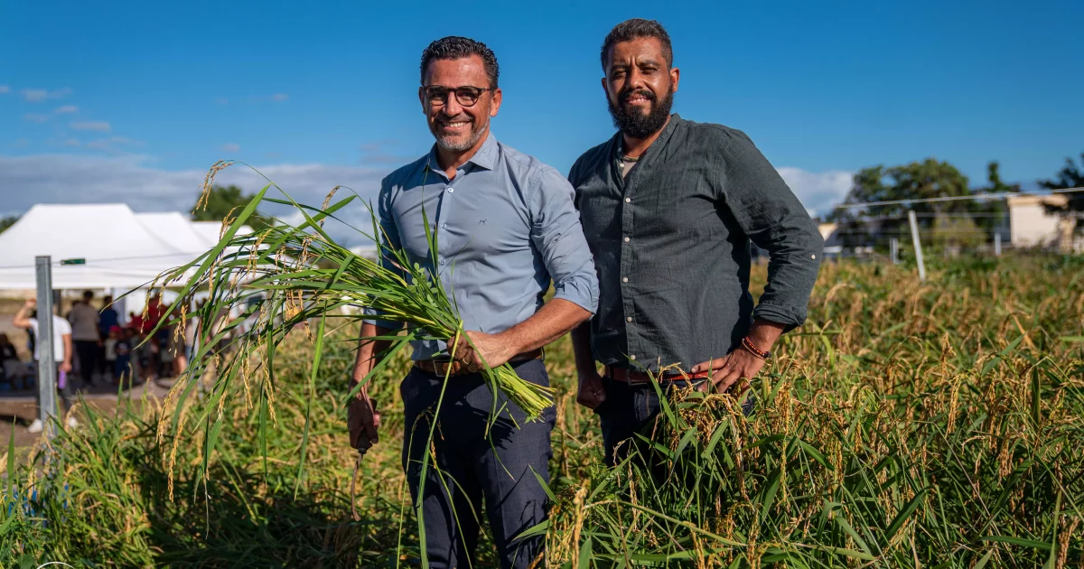 La Réunion : Première récolte de riz en milieu urbain via le programme ...
