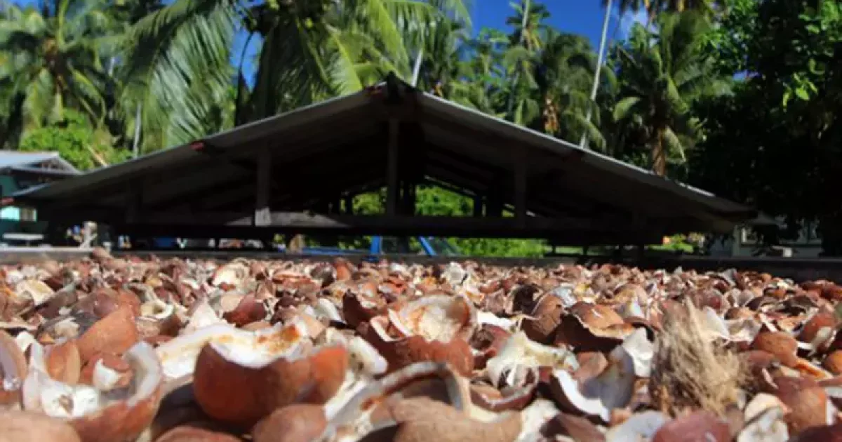 Polynésie : Vers une nouvelle hausse du prix du coprah | Outremers360