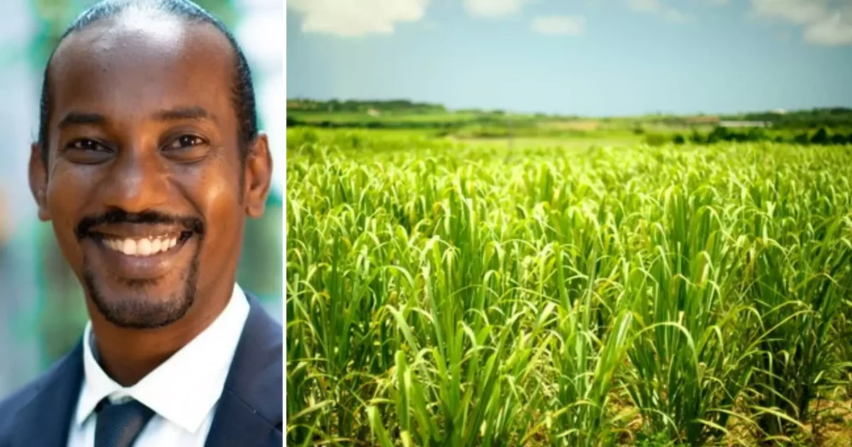 Le député européen Rody Tolassy organise des "assises de la canne" en ...