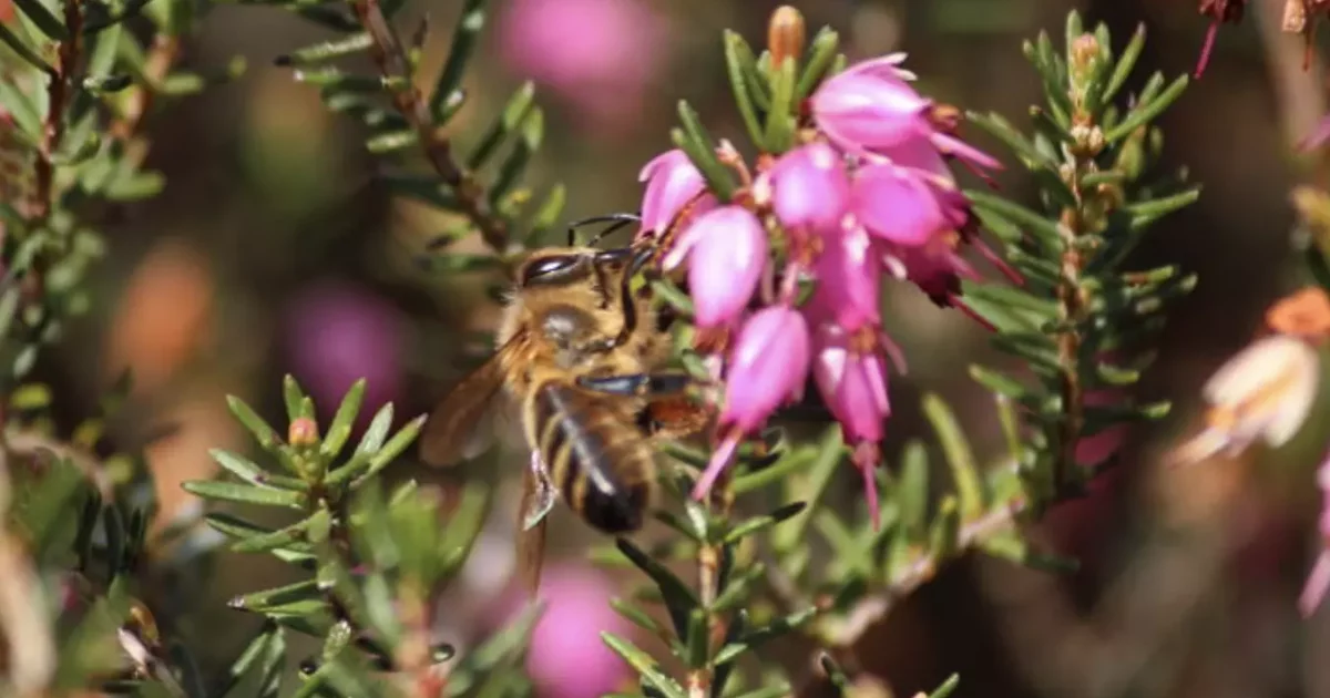 Apiculture : 7 miels ultramarins récompensés au 8ème Concours des Miels ...