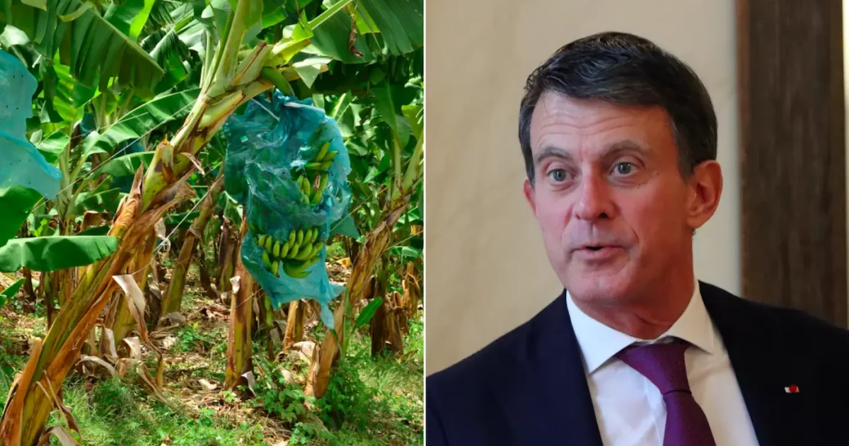 Chlordécone : Le gouvernement soutiendra la PPL de Dominique Théophile ...