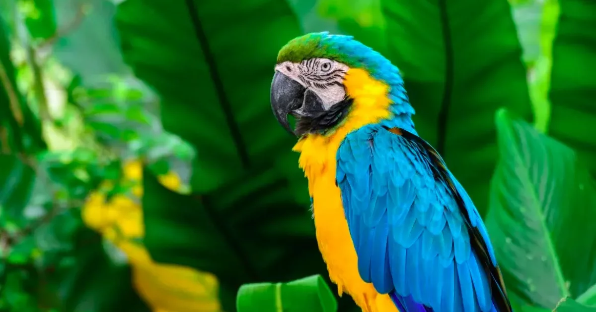 La Réunion : Démantèlement d’un réseau de trafic international d’espèces protégées | Outremers360