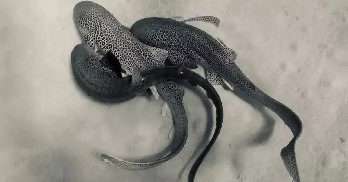 Nouvelle-Calédonie : La reproduction des requins léopard documentée ...